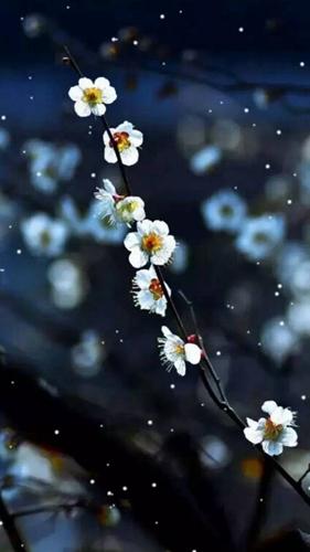 梅花落满南山梅花落满山大山谷图库